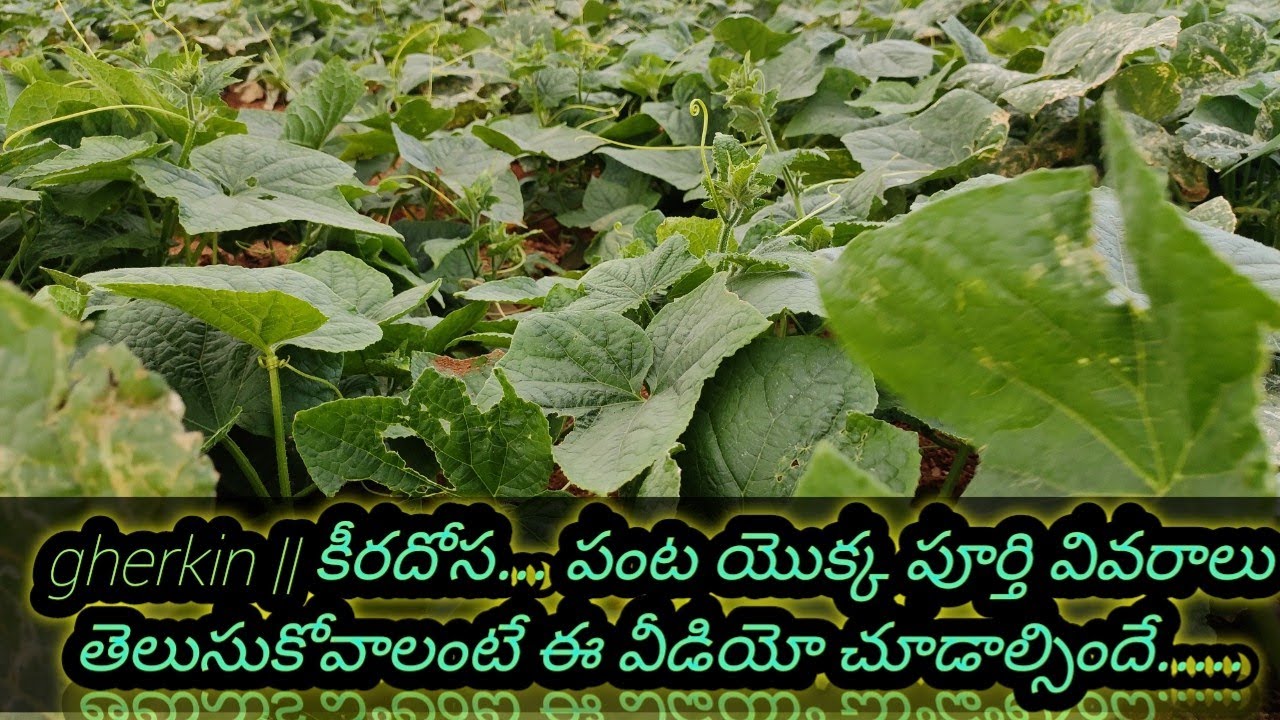cucumber crop cultivation | cucumber crop farming | dosa crop ...