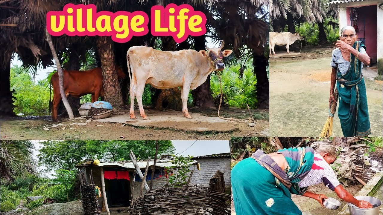 ଛୋଟ ମୋର ଗାଆଁଟି‼️Simple joys of Village Life.. where nature and peace ...