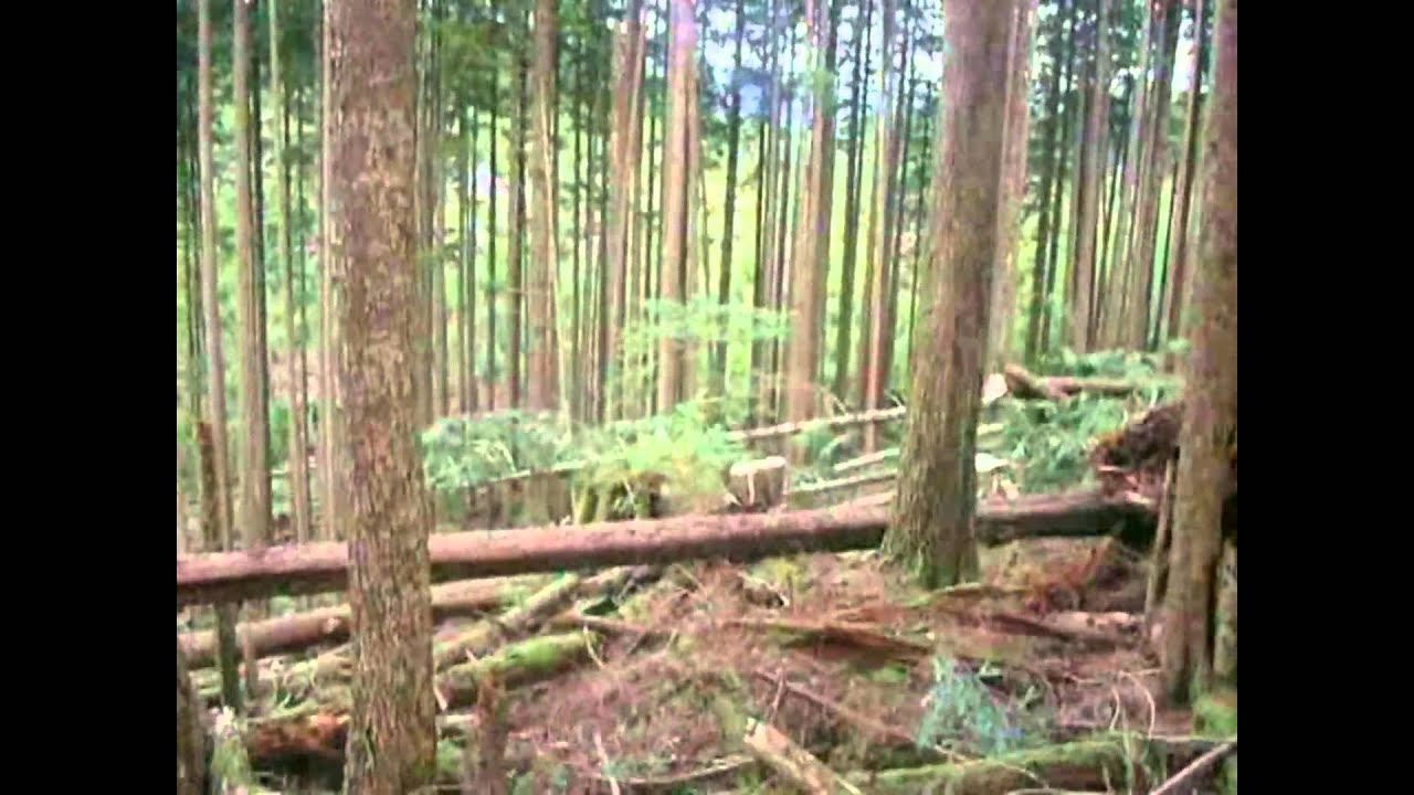 Stanley Park Trees Getting Cut Down 2015 - YouTube