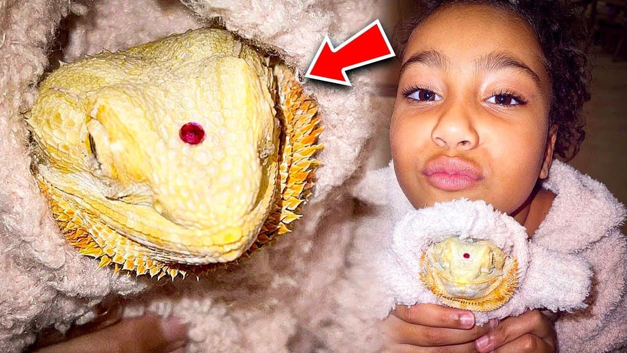 North West’s Lizard Rocks Kim Kardashian’s Skims Collection: ‘Kinda ...