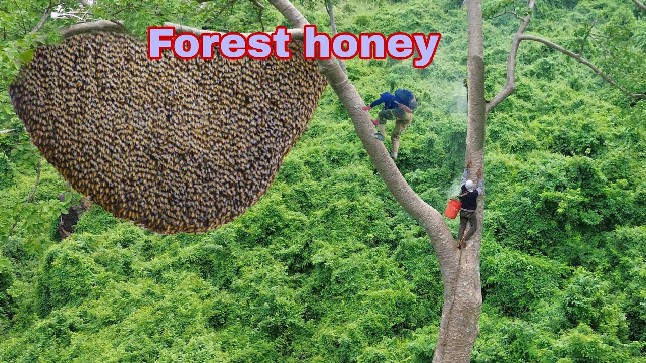 These are the best wild honey harvesters in Asia. - Forest honey - YouTube