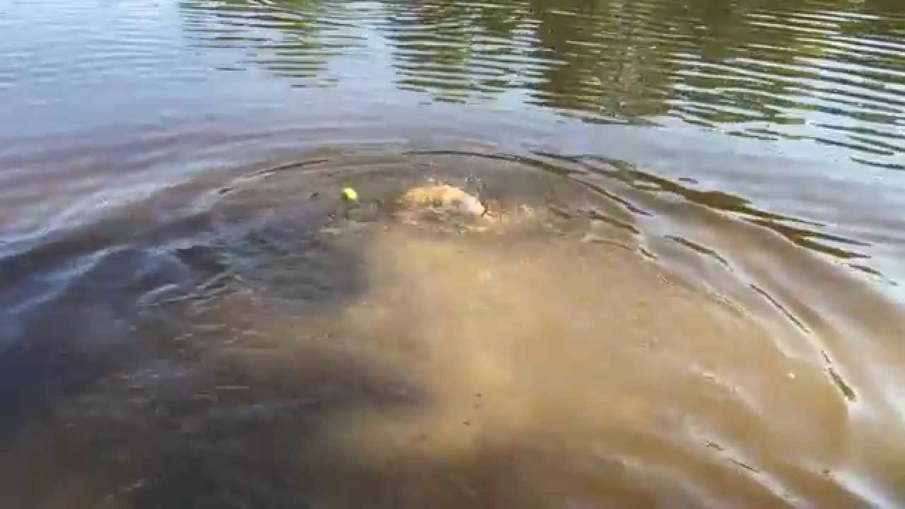 Woz's first time swimming in deep water - YouTube