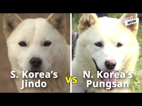 These Korean dogs are natural treasures, but divided between North and South!