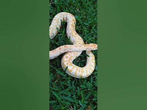 kpreptiles handling tips and tricks (Albino Burmese python) ‼️💯 - YouTube