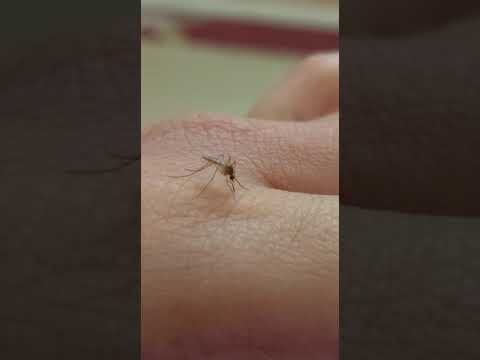 ağcaqanad adamın əlini dişləyəndə