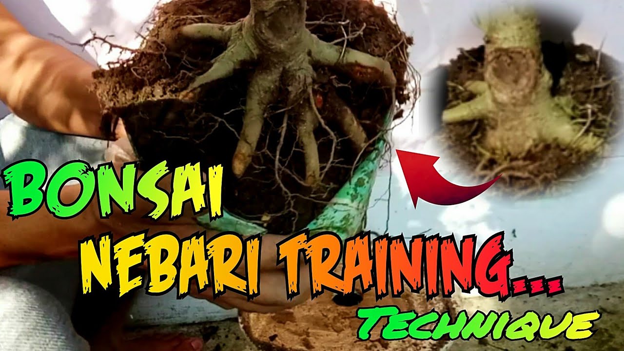 How to Create Bonsai Nebari | Bonsai Root training technique | Nature's ...