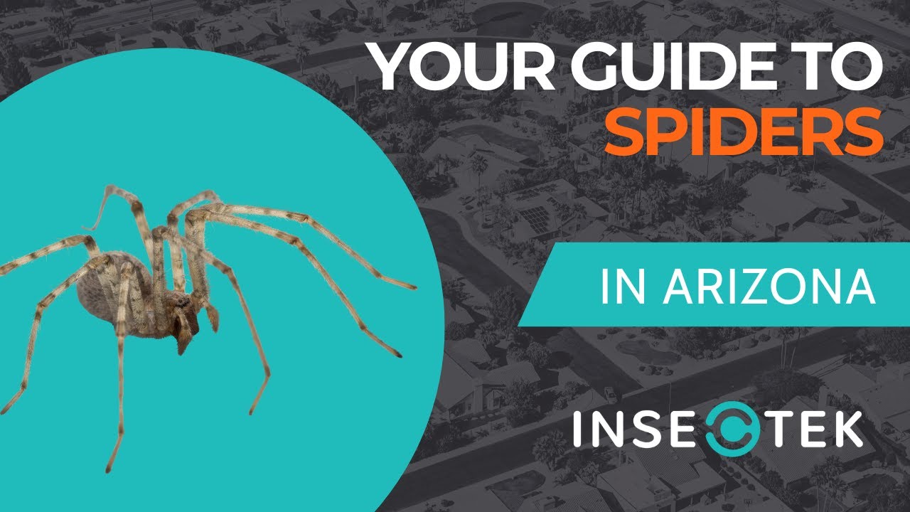 Your Guide to Spider Pest Control in Phoenix, AZ - YouTube
