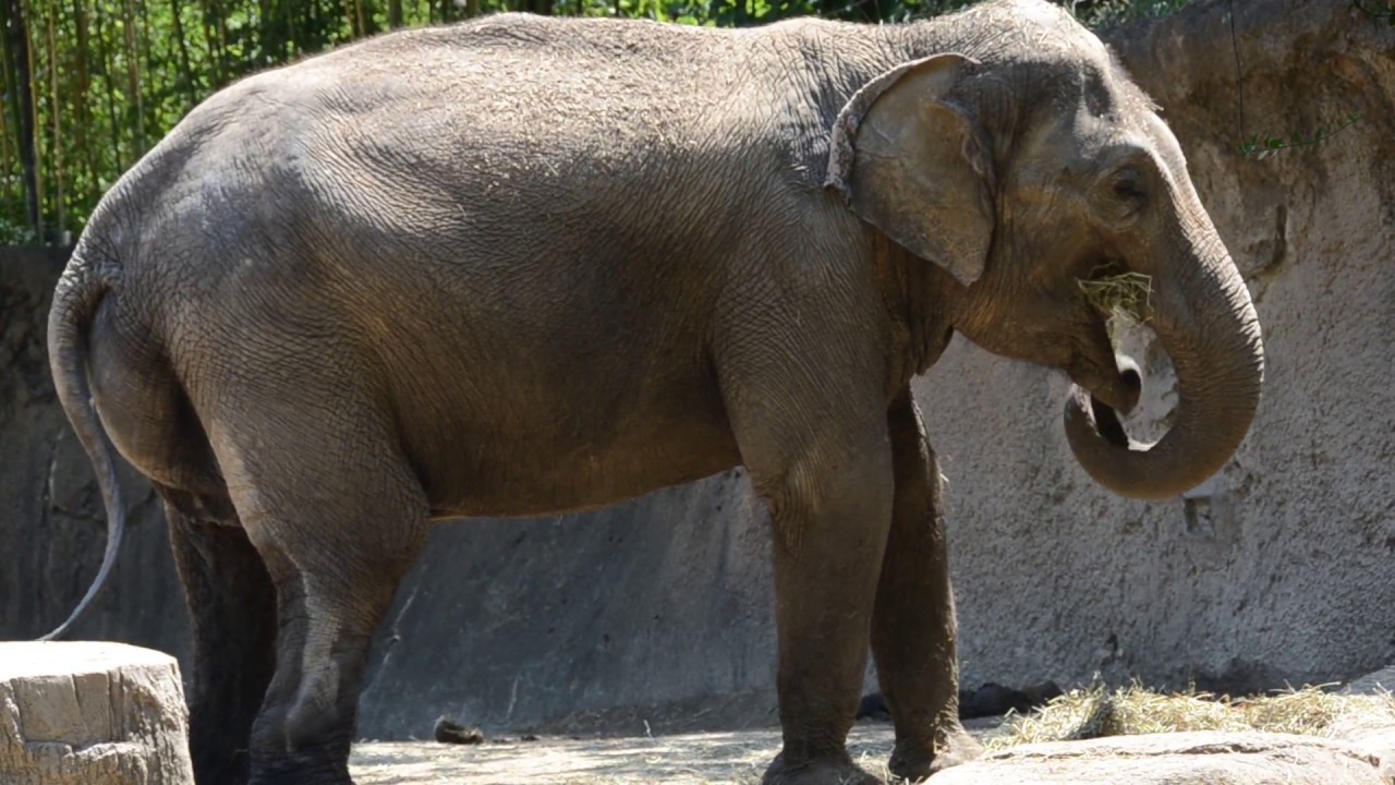Elephant Eating Throwing Hay - YouTube