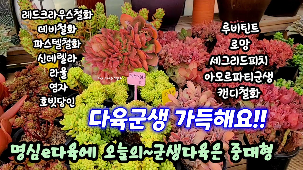 명심e다육 신상포함 묵은군생 중사이즈로 한가득 색감은 두 말필요 없음 좋은가격파스텔철화 데비철화 세그리드피치 루비틴트