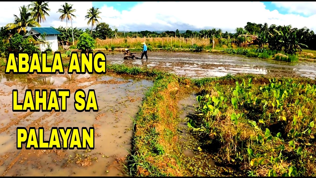 PAGLILINIS SA PALAYAN AT PAG PAPATUBIG - YouTube