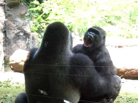Gorillas Play Fighting - YouTube