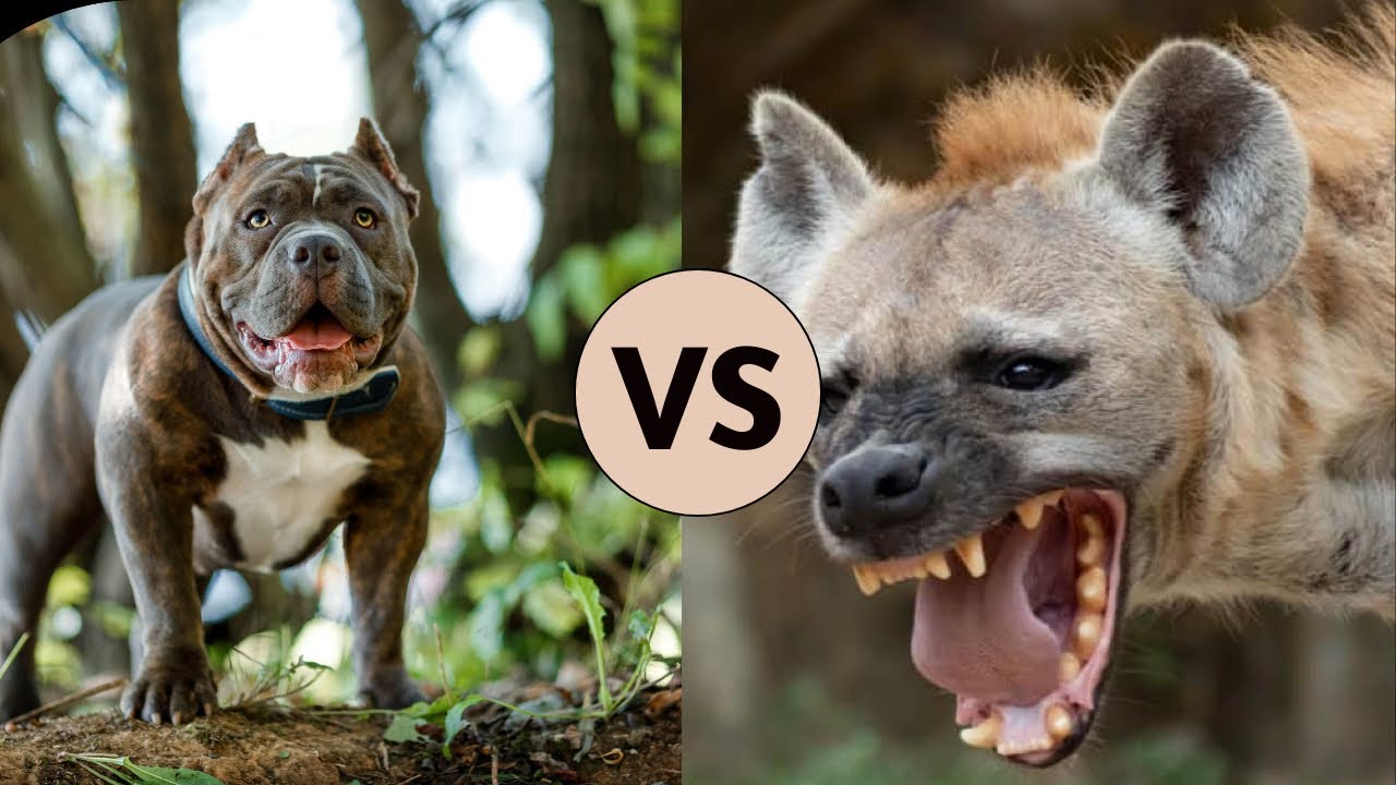 Hyenas vs American Pit Bull Terrier (Comparison) - YouTube