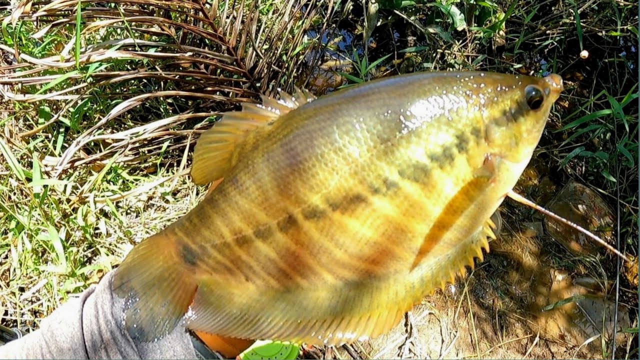 Ini yang di cari pemancing liar tanpa tunggu lama umpan jadi rebutan ...
