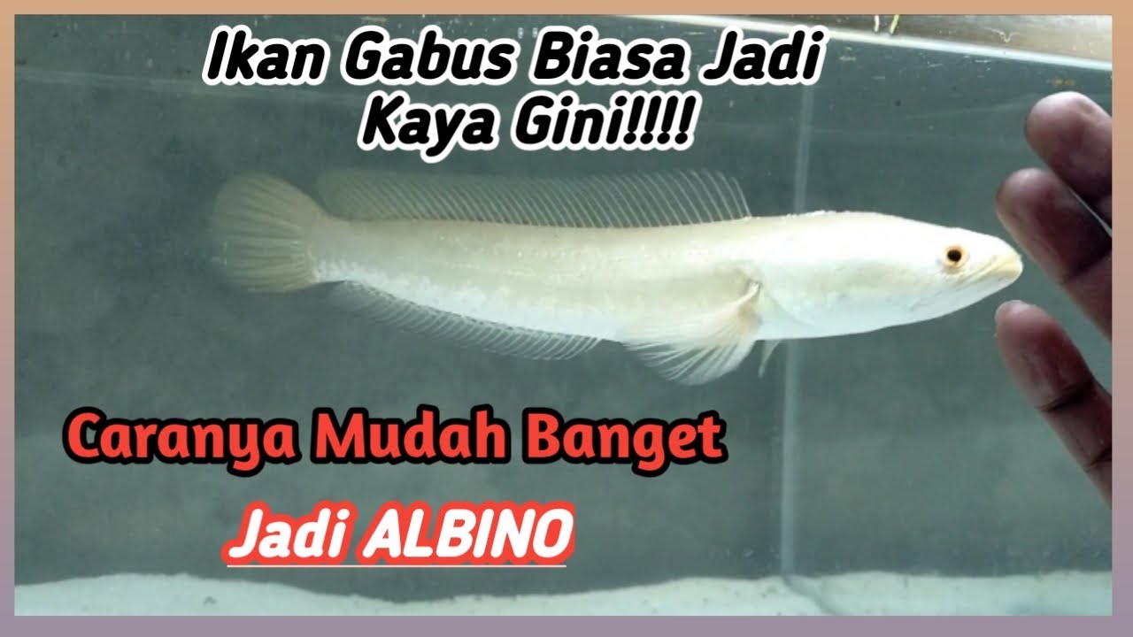 Channa striata Albino,Begini Cara Membuat ikan gabus ini jadi seperti ...