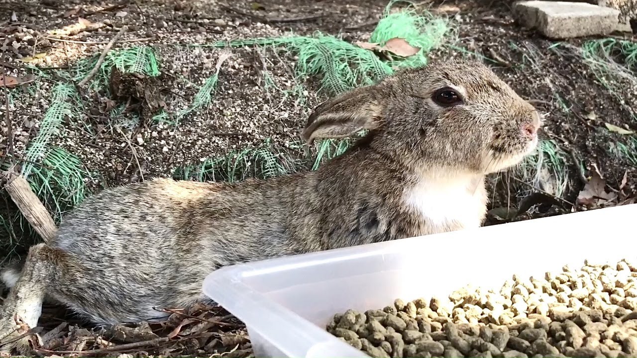 A terrible misfortune befalls this happy rabbit - YouTube