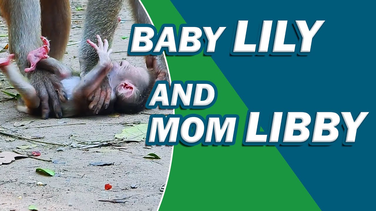 Baby Monkey Lily Learns New Skills with Mama Libby – Latest Training ...