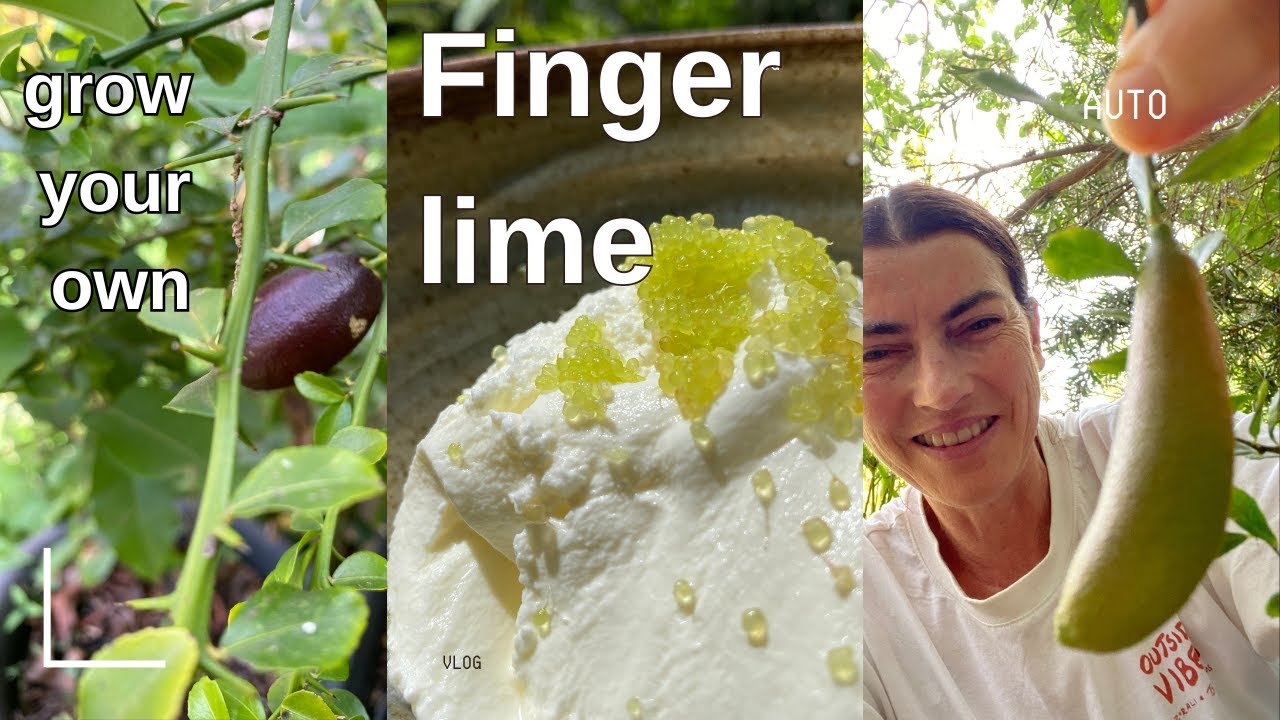 Grow your own AUSTRALIAN FINGER LIME - a taste sensation - YouTube