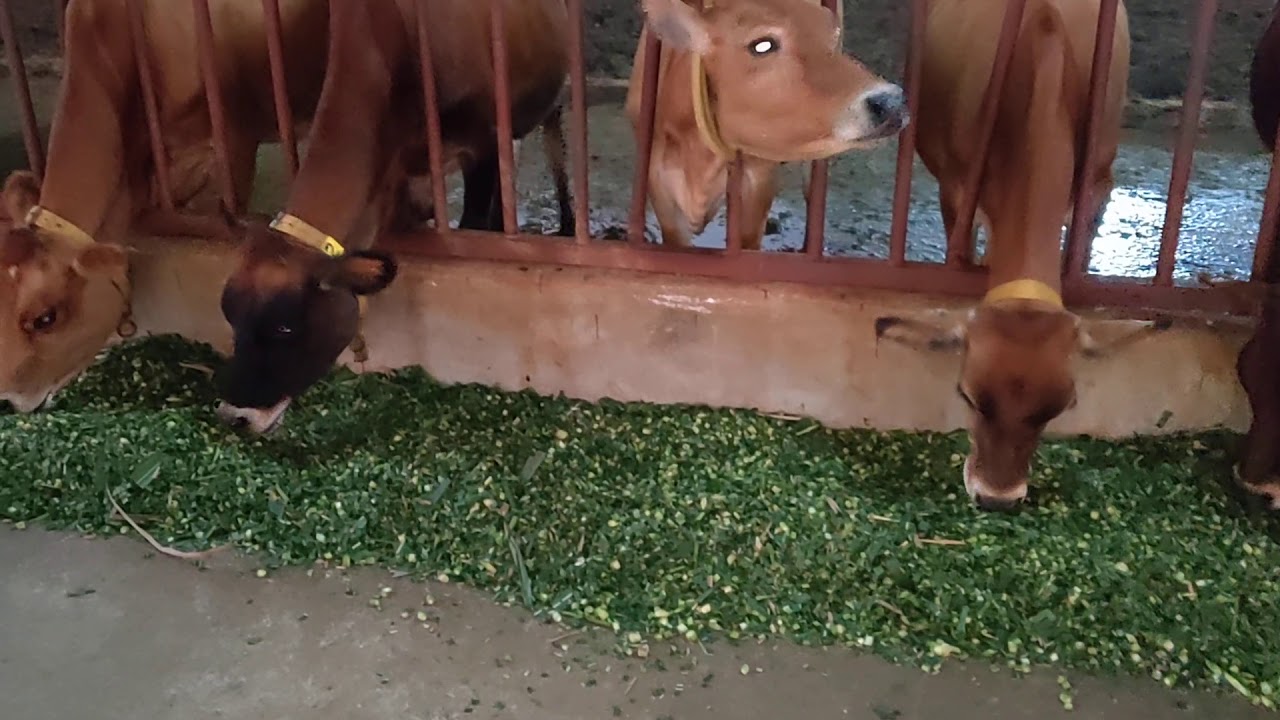 pure jerseycow // dairy farm// anand//gujrat//india//sag bull JY 50062 ...
