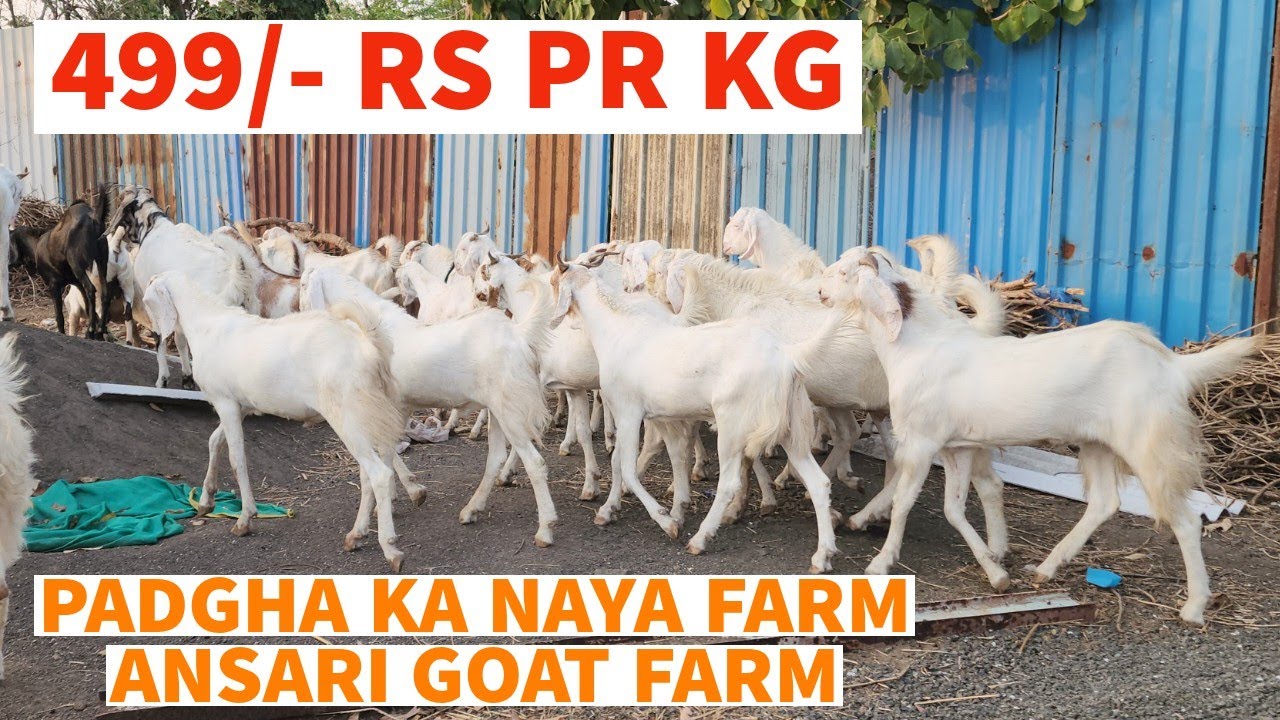 499/- Rs Pr Kg Onwards Ek Or Sunday Special Offer Farm Ke Pale Huwe ...