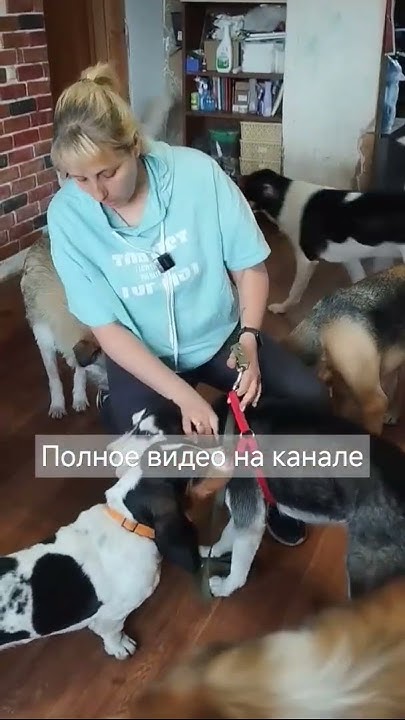 выбрать шлейку для прогулки #dog #собака #стая #собаки #воронеж #шлейка ...