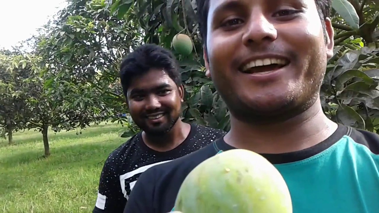 RANGPUR HARIVANGA MANGO GARDEN VISIT - YouTube