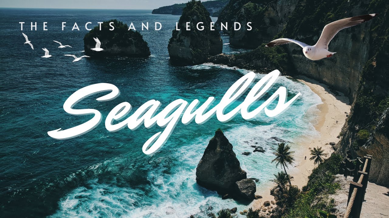 Seagulls - Gulls - The sailor's best friend - #seagul #seagull # ...