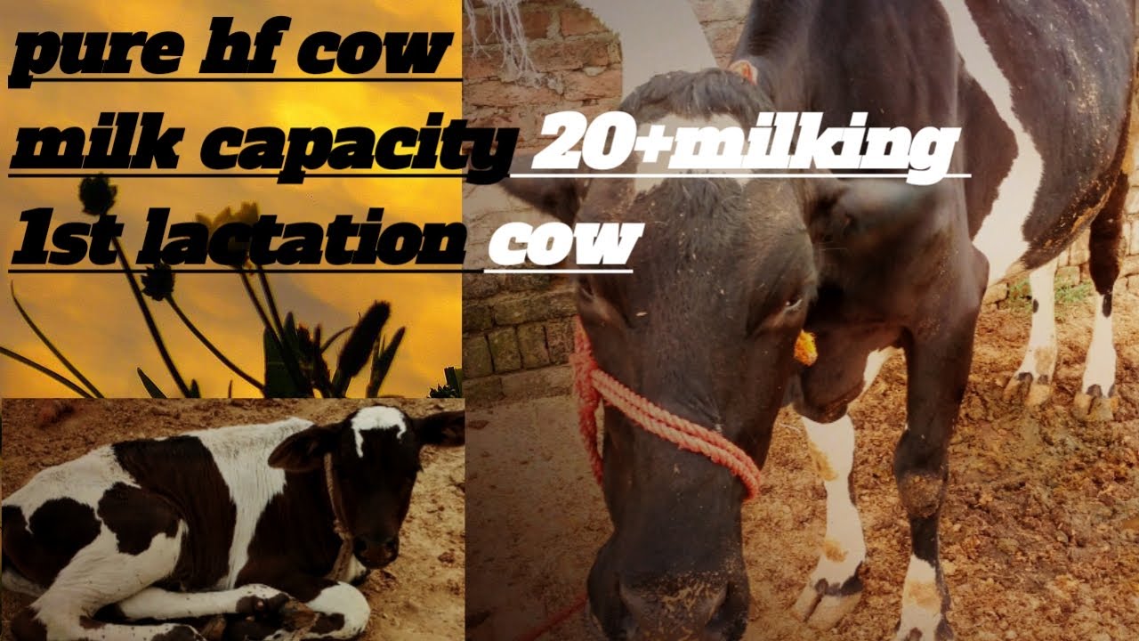 pure hf cow || born cute hf calf || first lactation cow || milk ...