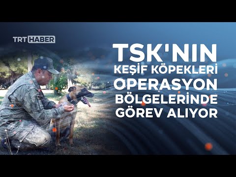 TSK'nın keşif köpekleri operasyon bölgelerinde görev alıyor