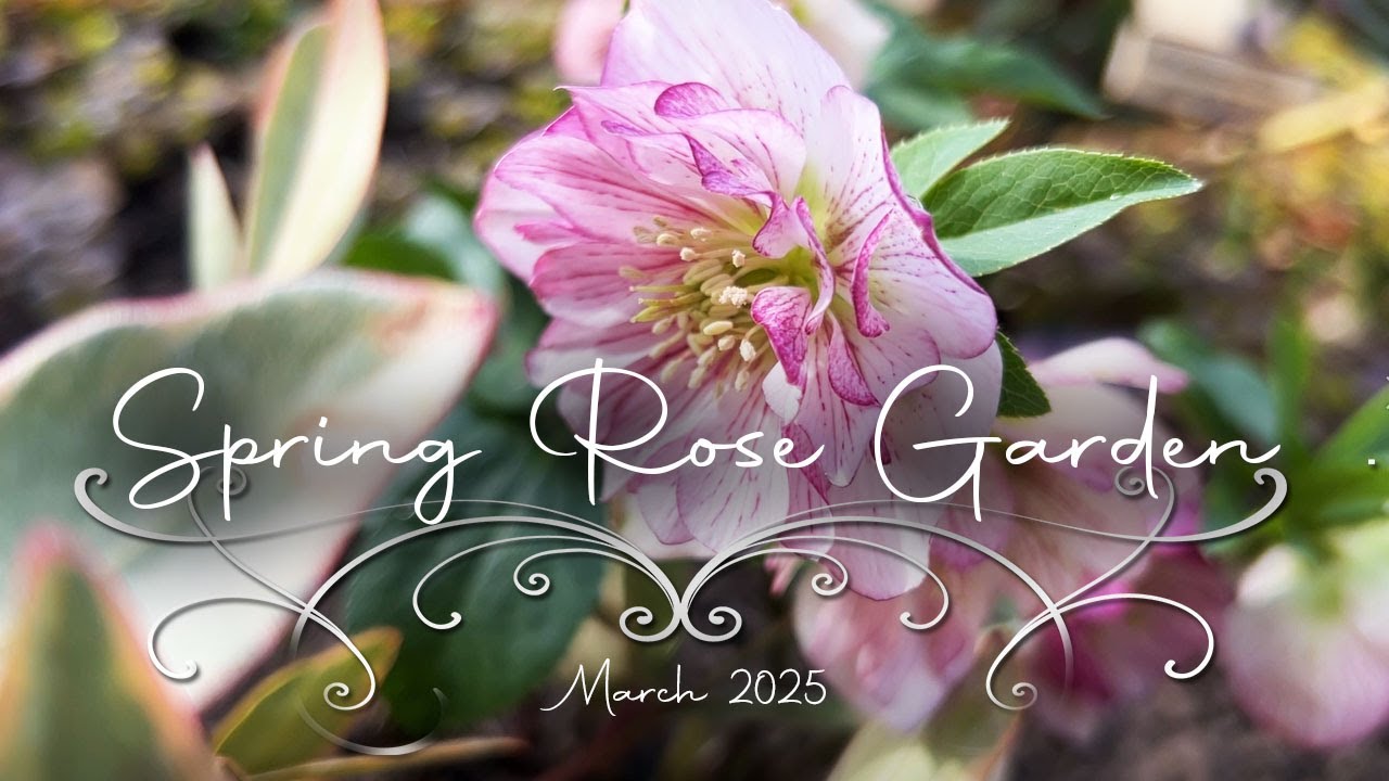 Spring Roses *NEW* Jo Malone Spring 2024 Rebellious Roses Collection