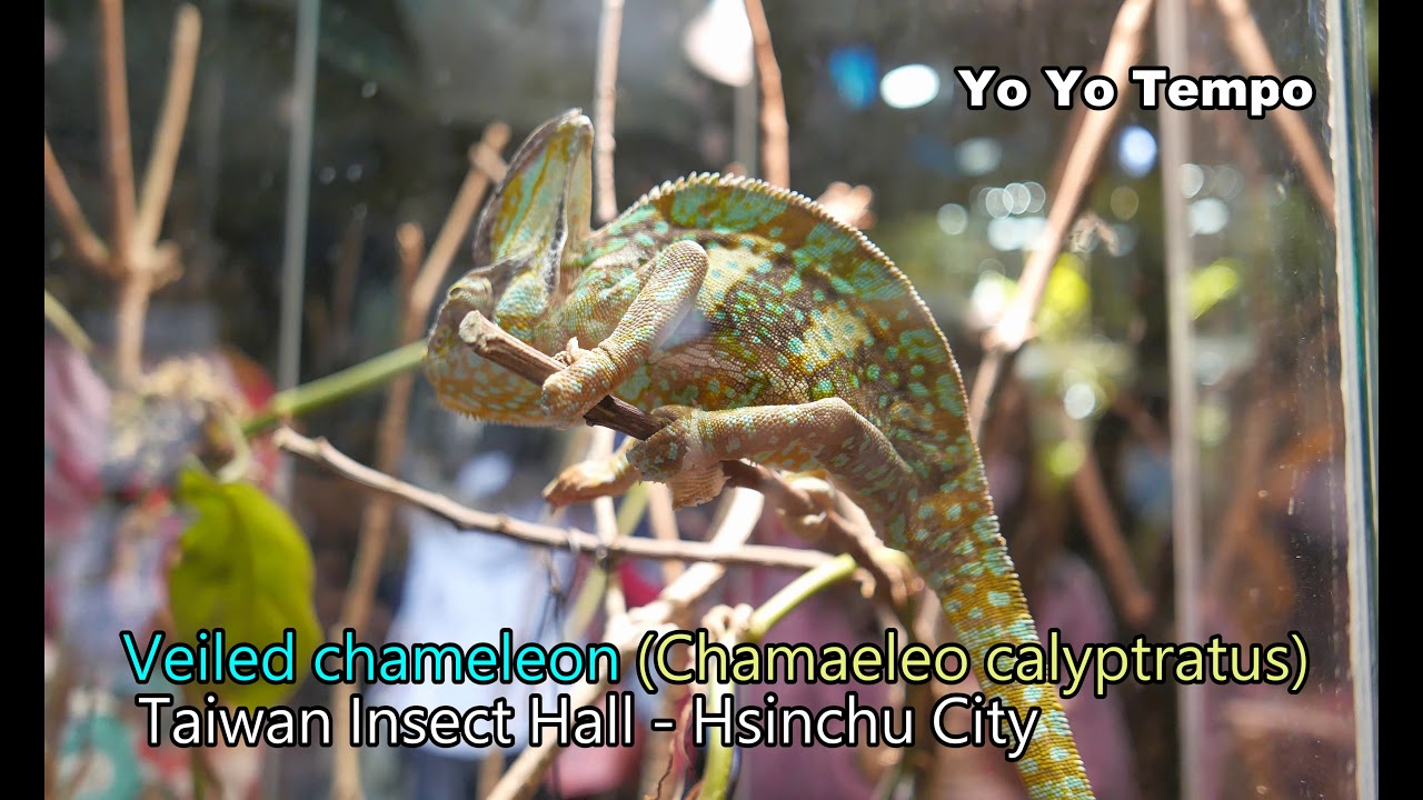 Veiled chameleon( Chamaeleo calyptratus ) - Taiwan Insect Hall ...