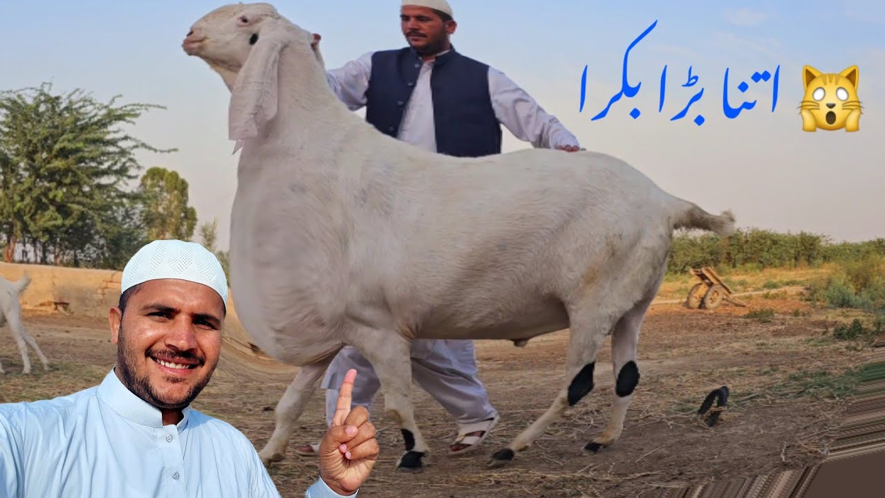 World Record bakra اتنا بڑا بکرہ 🙀 champion bakra 2023 - YouTube