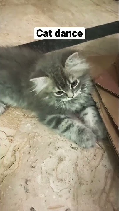 YAY CAT DANCE🕺🐱 - YouTube