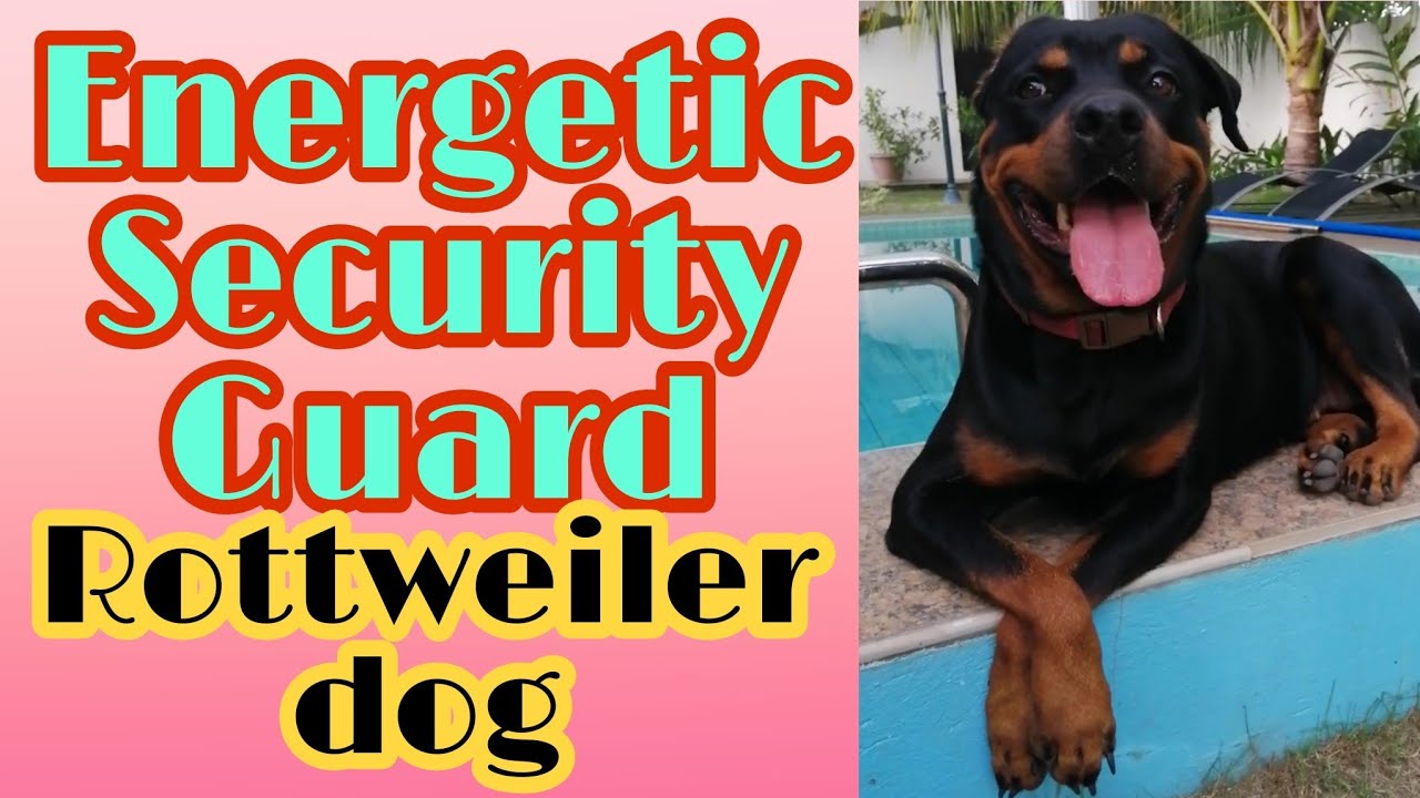 ENERGETIC SECURITY GUARD IN OUR TERRITORY.|ROTTWEILER DOG.|THE ...