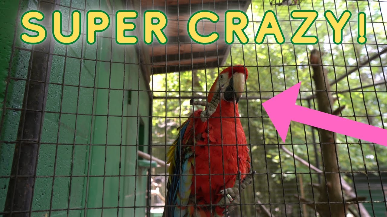 Craziest Bird In The Whole Zoo!! - YouTube