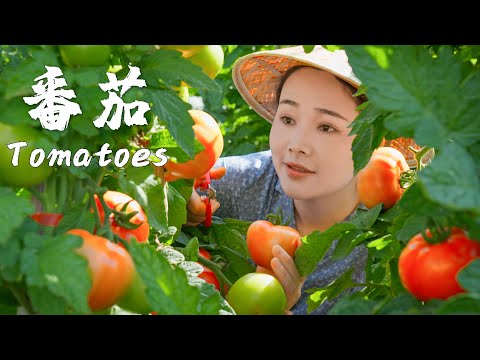 番茄——蔬菜界的白月光，水果界的意难平【滇西小哥】