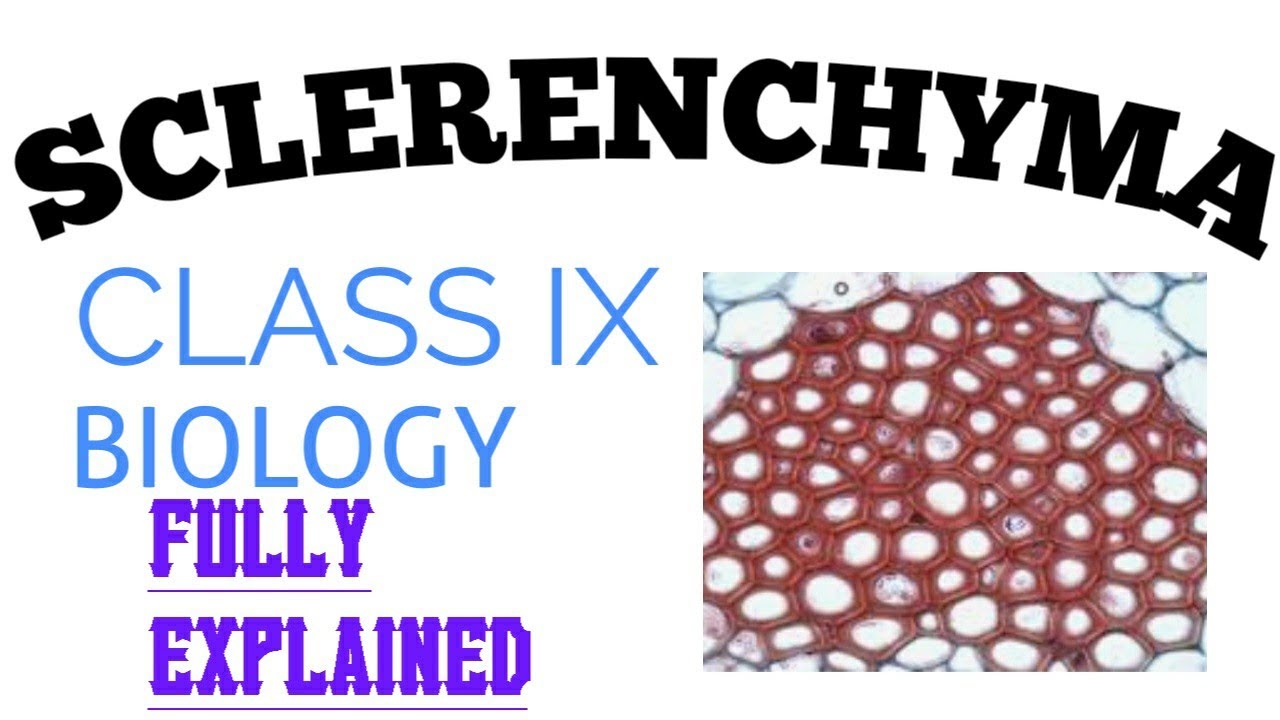 SCLERENCHYMA || TISSUES || BIOLOGY || CLASS IX || FULLY EXPLAINED ...