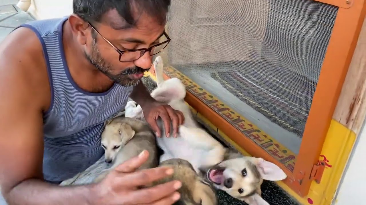 This Puppy Asks Me To Rub His Belly Always || Puppy [Rockey]Enjoying ...