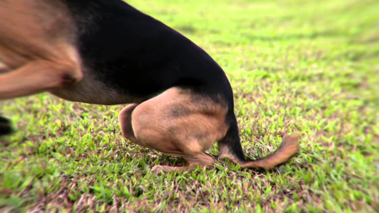 Light Up Your Life Run 2015 : Singapore's first Human + Dog Run - YouTube