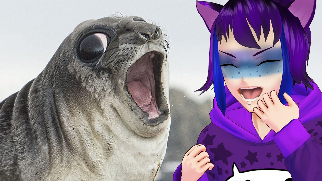Why are these seals SCREAMING?? (Funny) - YouTube