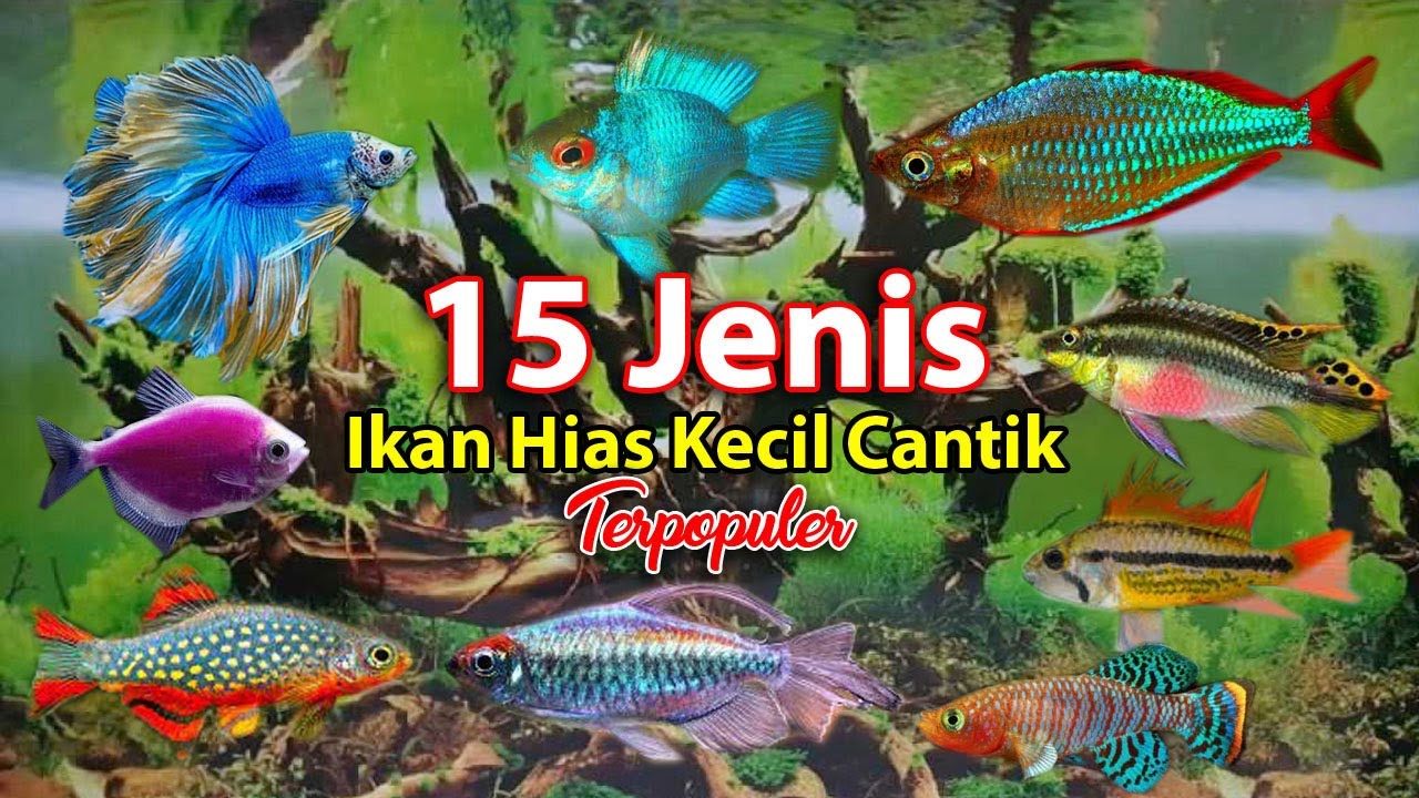 15 Jenis Ikan Hias Kecil Cantik Aquarium Air Tawar - YouTube