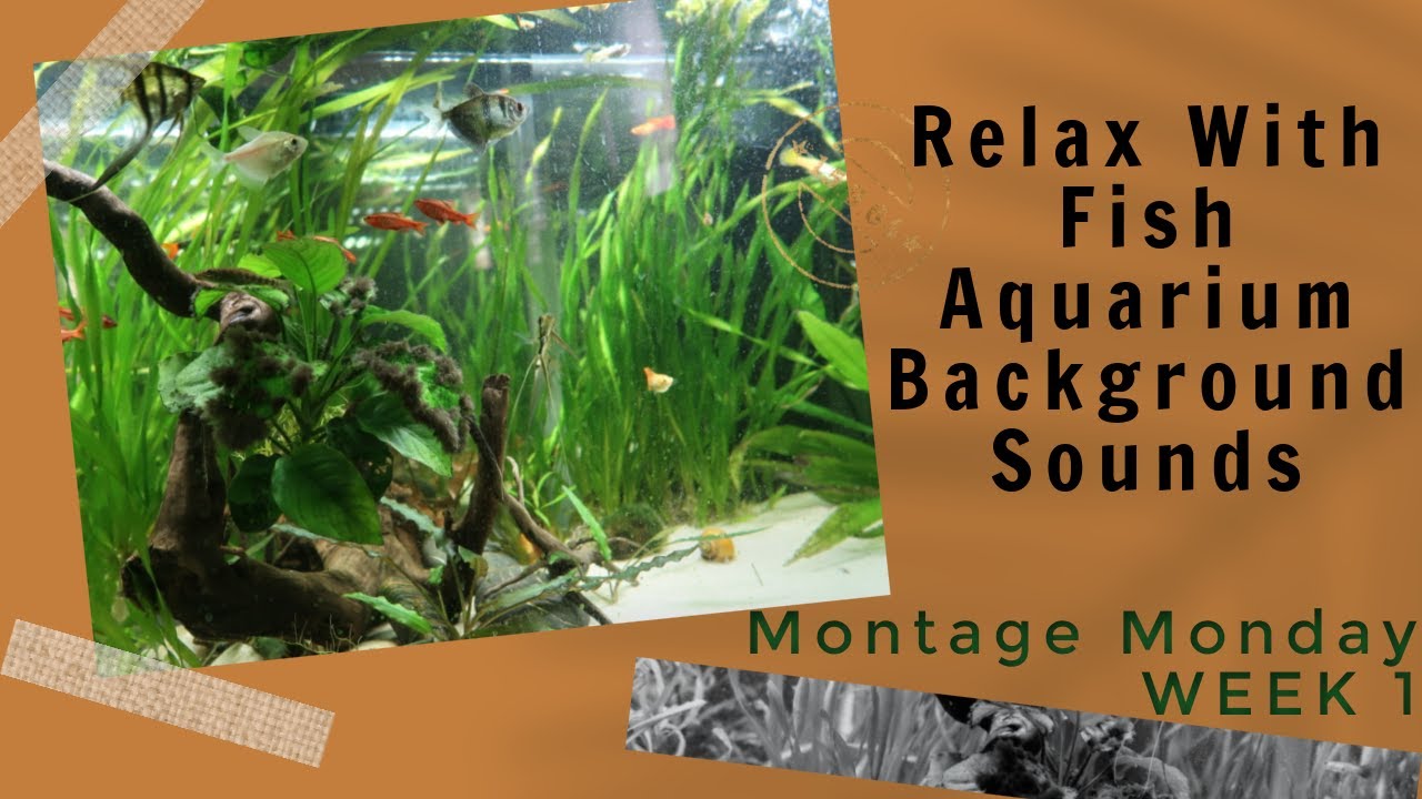Fall Asleep With Relaxing Fish Aquarium Sounds | Background Noise ...