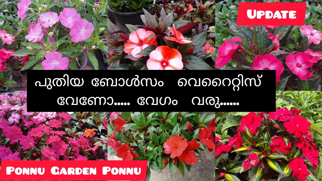 പുതിയ ബോൾസം 🌺🌺🌺വെറൈറ്റിസ് വേണോ 🎄വേഗം വരു🥰// Ponnu Garden ponnu - YouTube