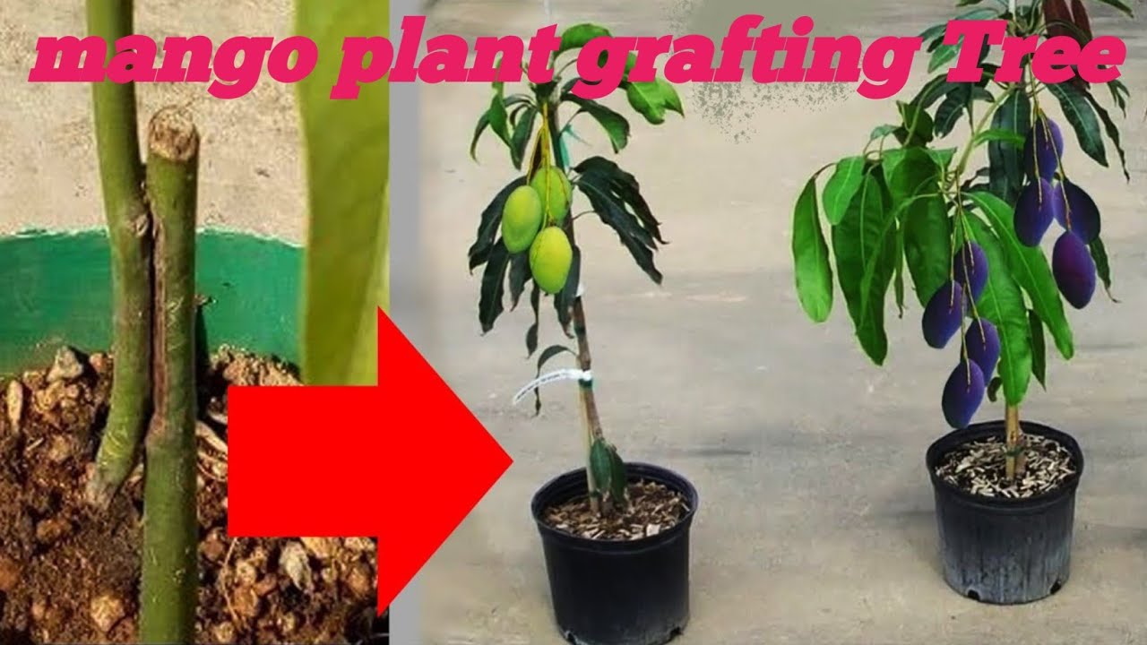 How to mango plant grafting Tree jor kalam ( 100% success - YouTube