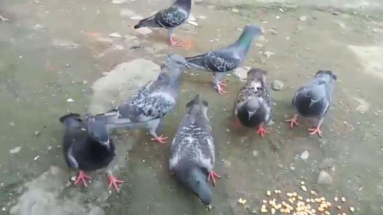 Merpati tritis cito - YouTube