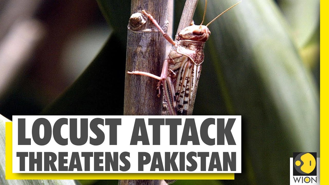 Your Story: Pakistan declares emergency over Locust Outbreak | WION ...