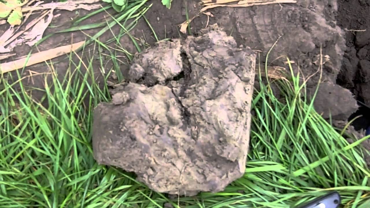 Corn roots followed the path of annual ryegrass roots - YouTube