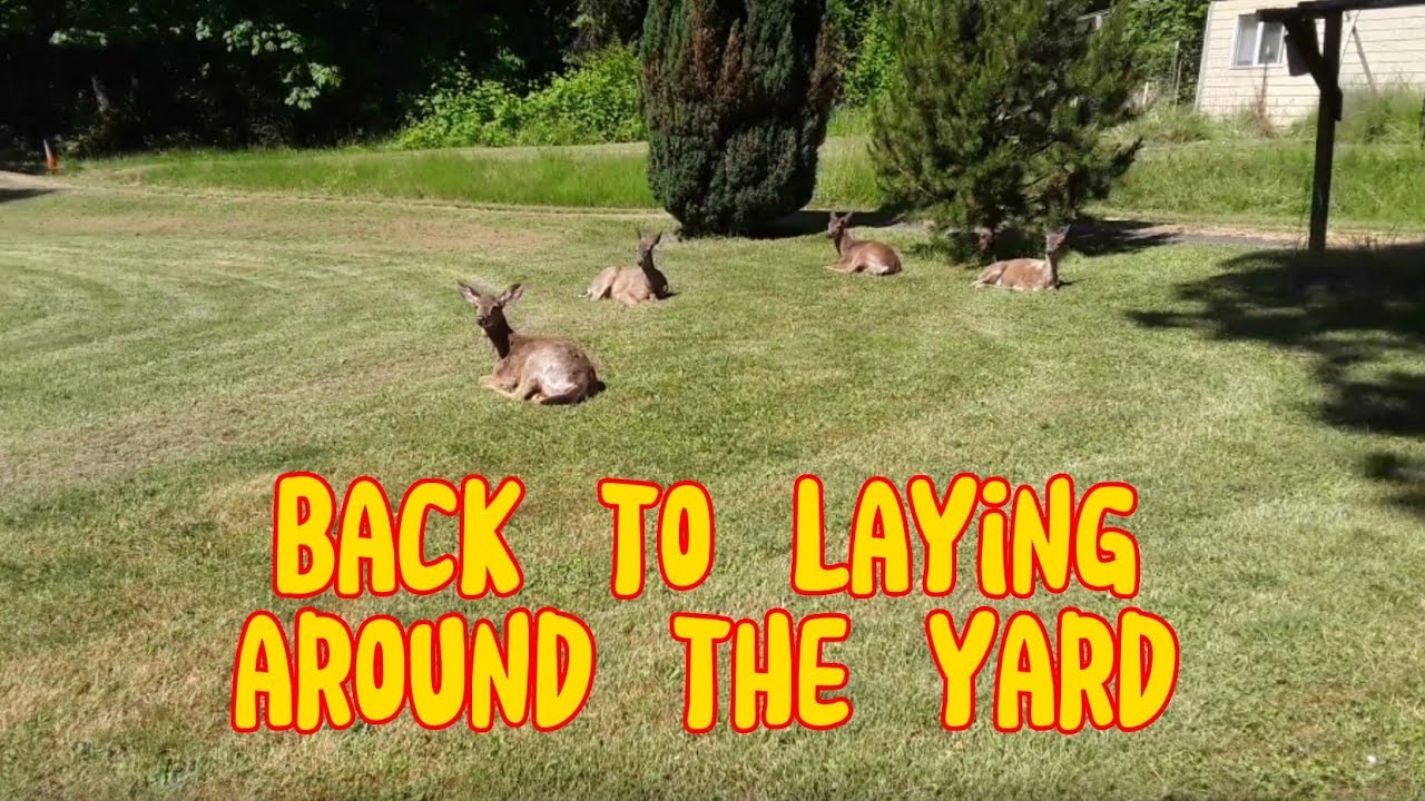 Relaxing in the Yard (Deer lay facing in opposite directions is no ...