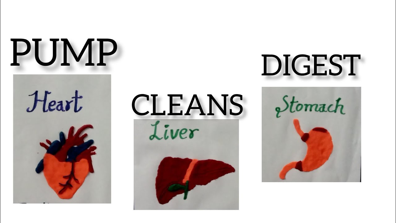 Internal organs clay model in chart just 5 minutes - YouTube