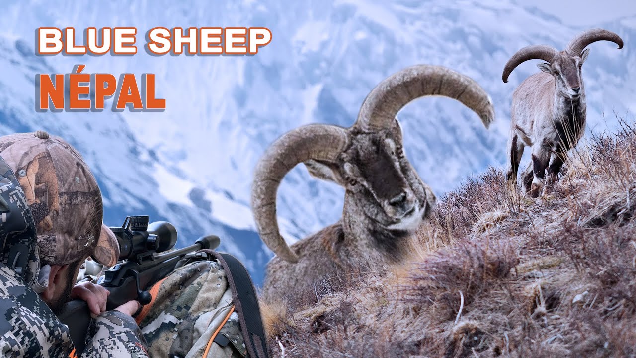 Blue Sheep hunting in Népal // Chasse au Bharal au Népal // 2022 - YouTube