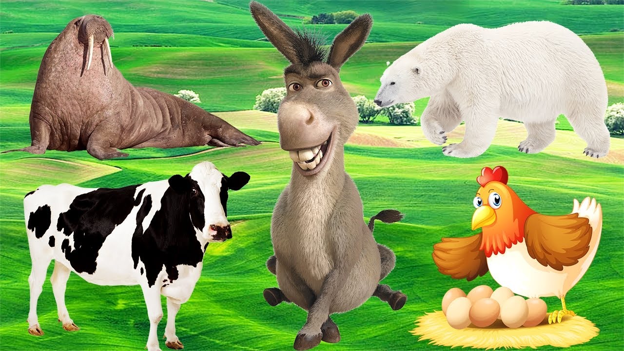 REAL FARM ANIMAL SOUNDS : COW, DONKEY, HEN, POLAR BEAR, SEALS - CUTE ...